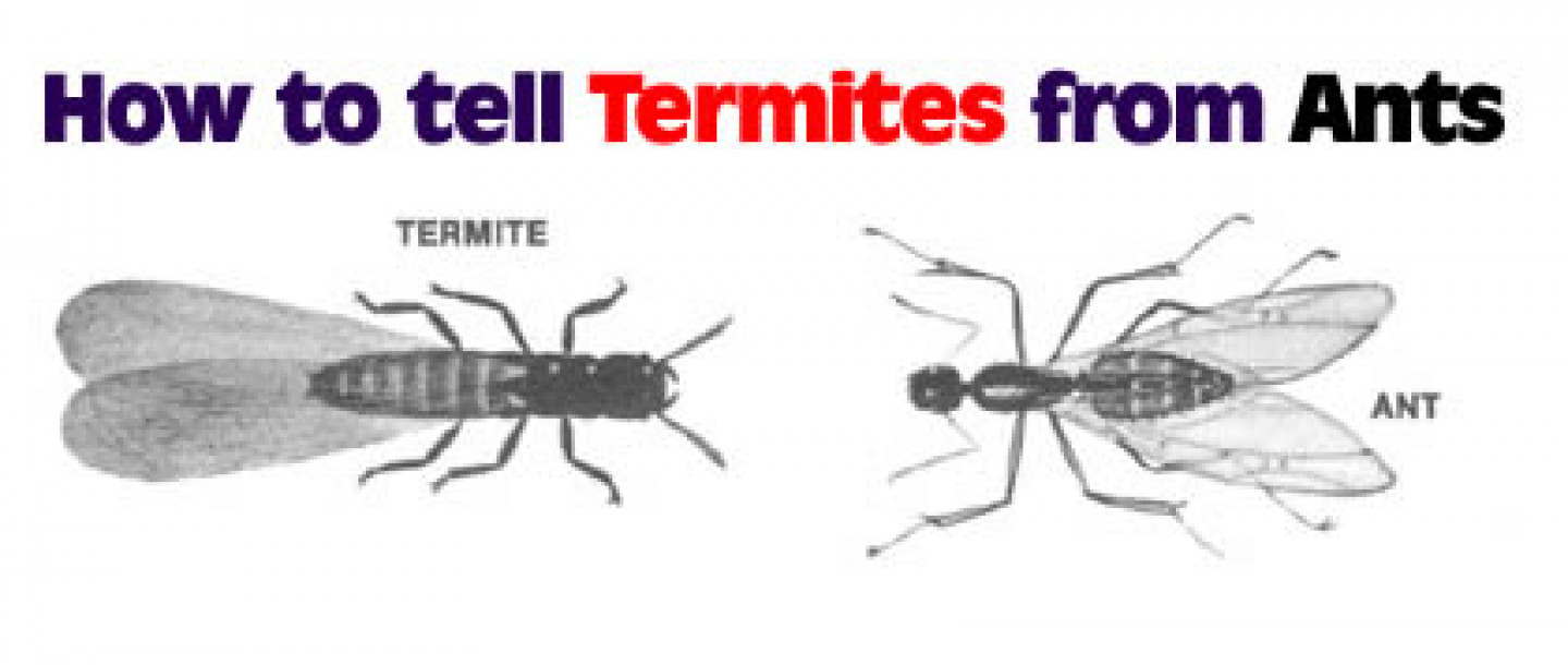 Termite Control | Lancaster, Camden, Rock Hill & Fort Mill, SC ... Termite Control | Lancaster, Camden, Rock Hill & Fort Mill, SC ...
